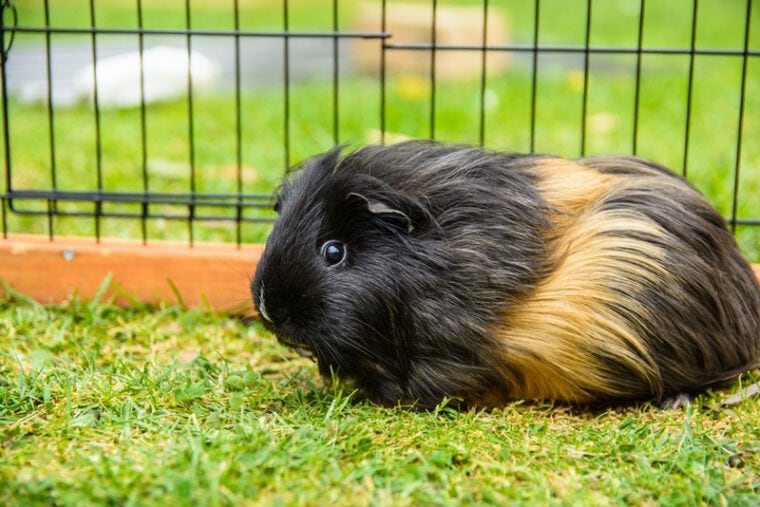 Male vs Female Guinea Pig: Differences Explained (With Pictures ...