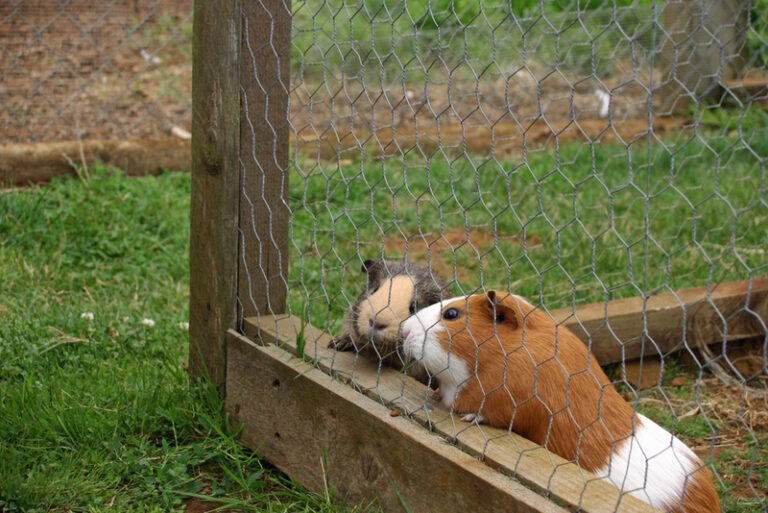 Why Do Guinea Pigs Squeak? 8 Possible Reasons Vet-Verified Reasons | Hepper Pet Resources