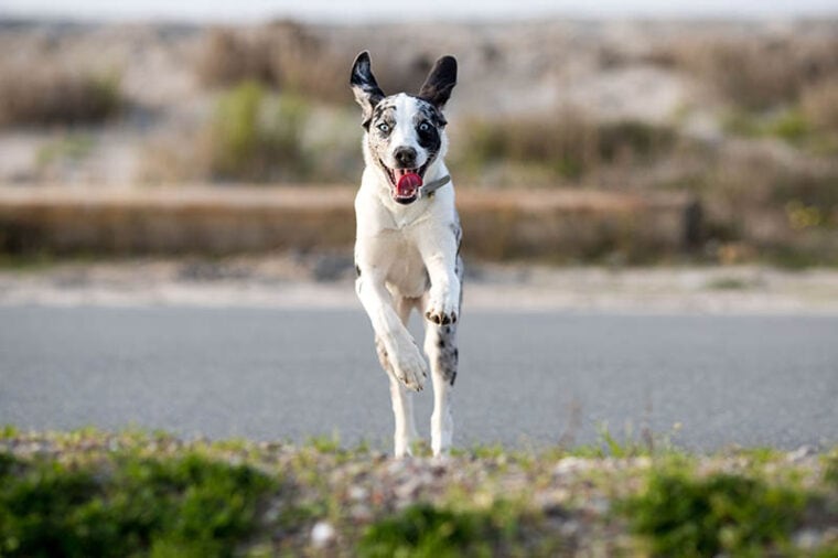 Can Dogs Have ADHD? Our Vet Explains | Hepper Pet Resources