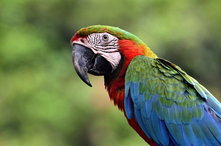 Macaw vs. Parrot: They Key Differences (With Pictures) | Hepper Pet ...