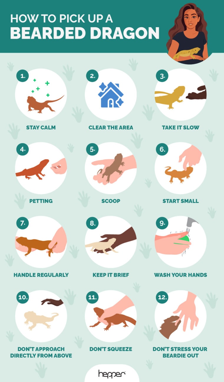 How to Tame a Bearded Dragon: 10 Vet-Approved Tips to Follow | Hepper ...