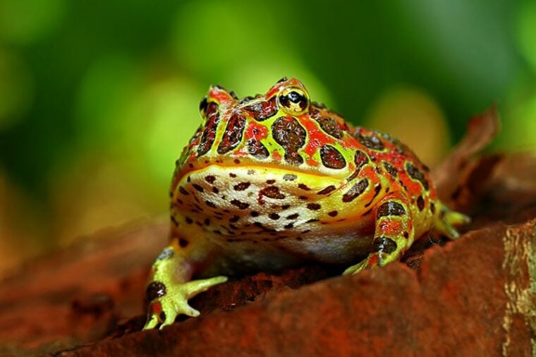 20 Fascinating Pacman Frog Facts for Amphibian Lovers (Vet Verified ...