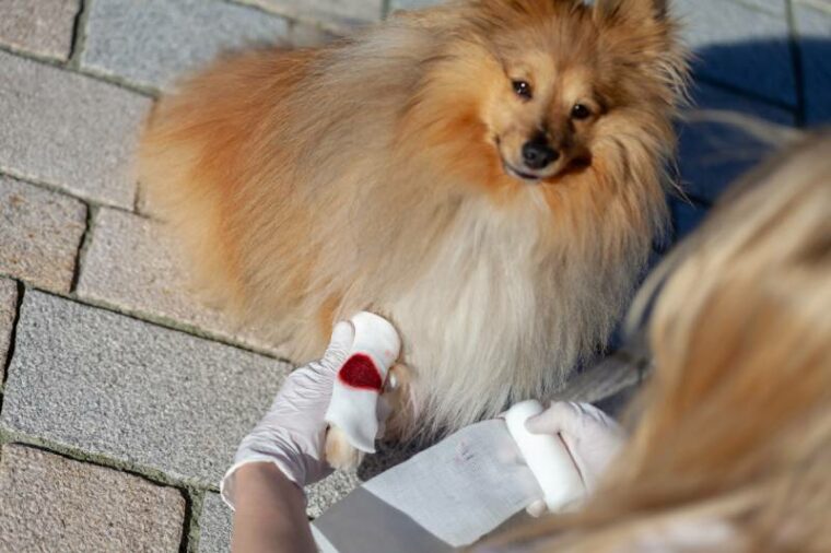 How to Treat a Bleeding Dog: Our Vet Explains First Aid & Emergency ...