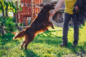 20 Irish Setter Pros & Cons You Should Know | Hepper Pet Resources