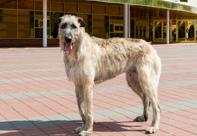 17 Long-Legged Dog Breeds (With Info & Pictures) | Hepper Pet Resources