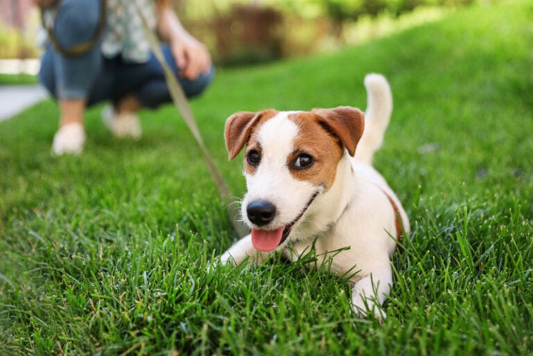 National Dog Month 2025: When Is It & How You Can Celebrate | Hepper ...