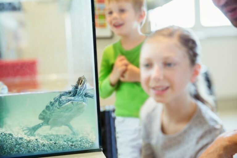 Are Turtles Social Animals? Group Dynamic & Behavior Explored | Hepper ...