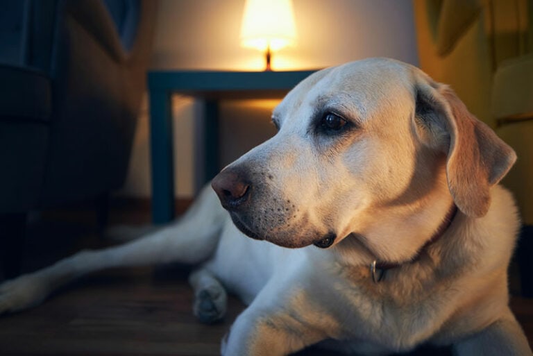 17 Labrador Health Issues: Vet Approved Facts | Hepper Pet Resources