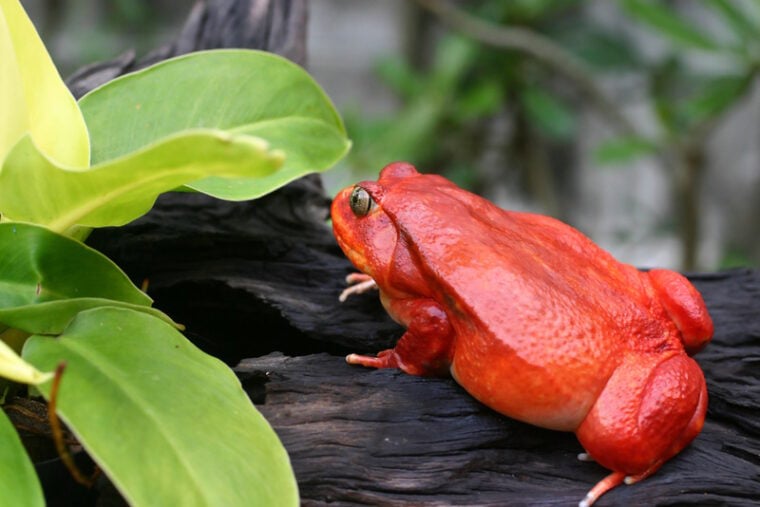 Tomato Frog: Lifespan, Diet, Pictures, and More | Hepper Pet Resources