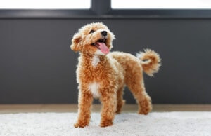 How Big Does a Maltipoo Get? Average Weight & Growth Chart | Hepper Pet ...