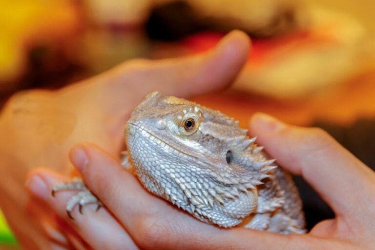 Why Does My Bearded Dragon Puff Up? Vet-Reviewed Reptile Behaviour ...