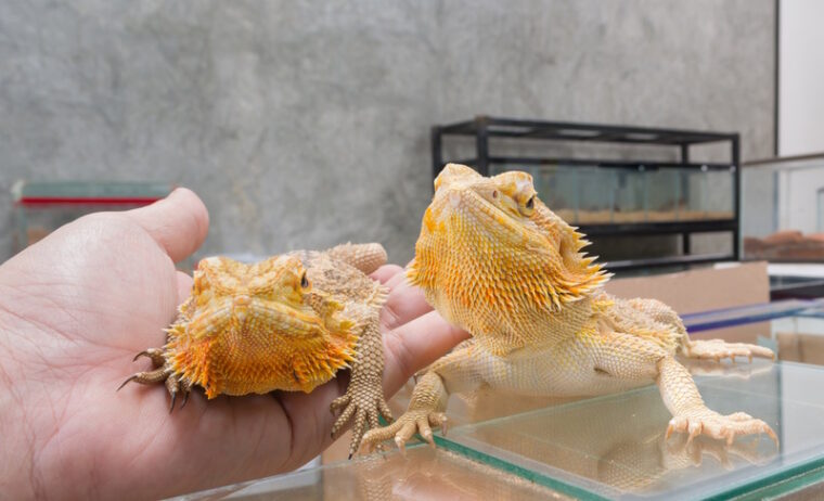 Bearded Dragon vs Leopard Gecko: The Key Differences (With Pictures ...