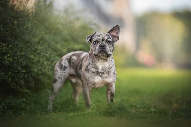 14 Different Types of French Bulldogs: Guide (With Info & Pictures ...