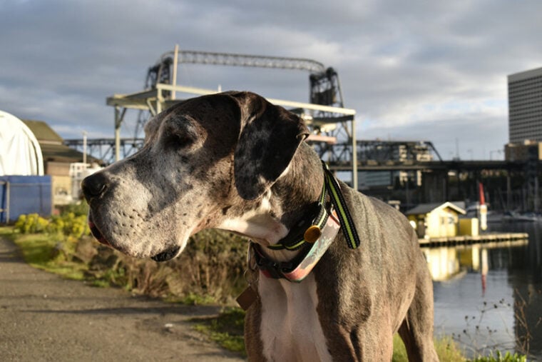 Mantle Great Dane: Facts, Origin & History (With Pictures) | Hepper Pet ...
