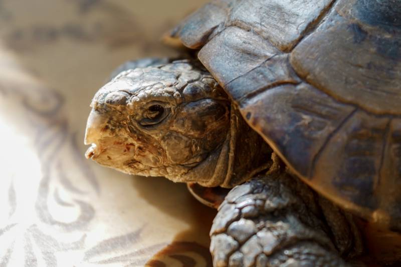 How to Tell if a Turtle Is Dead: 8 Vet-Reviewed Signs to Look For ...