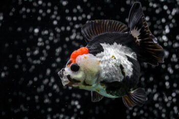 18 Rare & Expensive Goldfish (With Pictures) | Hepper Pet Resources