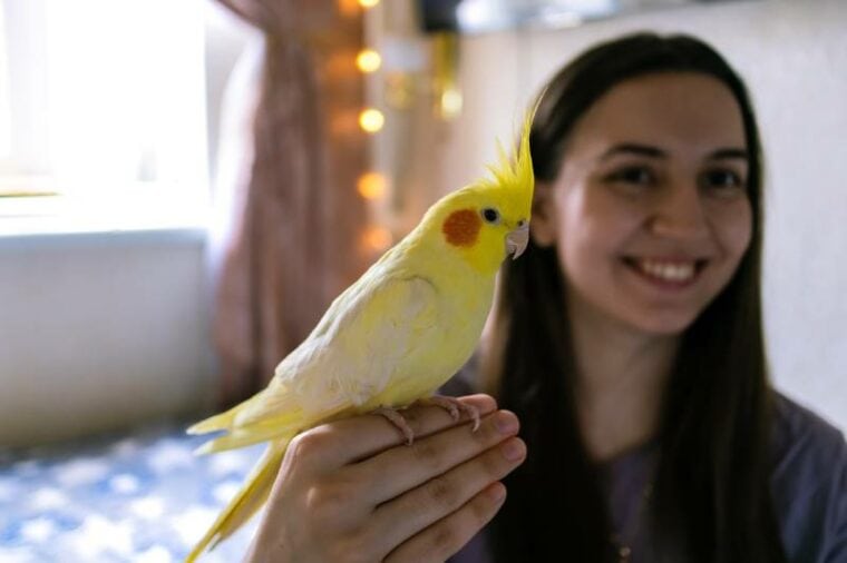 Do Parrots Make Good Pets? Vet-Approved Facts, Pros & Cons | Hepper Pet ...