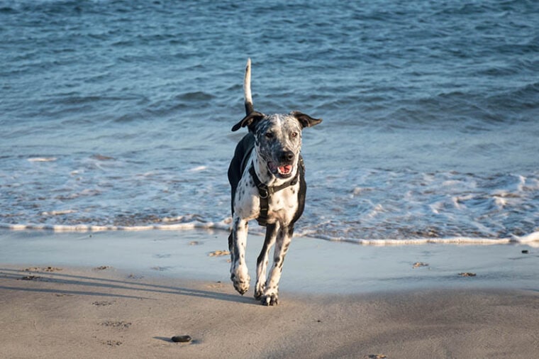 Pitmatian (Pitbull & Dalmatian Mix): Pictures, Temperament & Traits ...