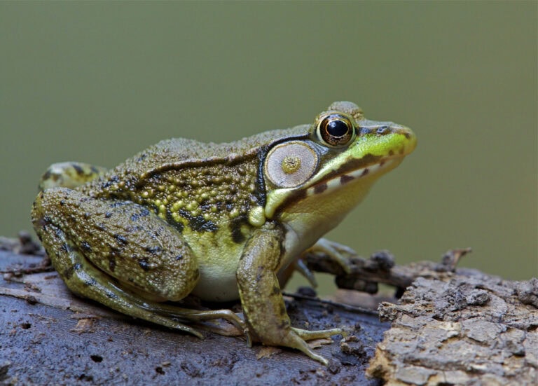 Green Frog vs Bullfrog: What’s the Difference? Vet-Verified Facts ...