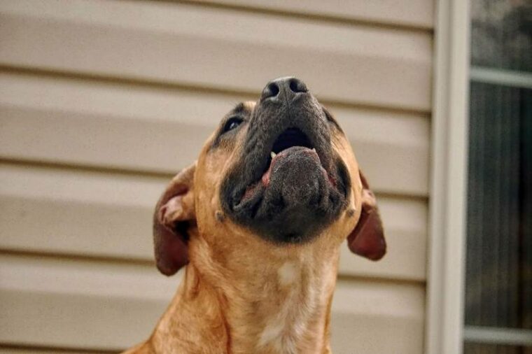 Why Do Dogs Howl? 8 Reasons for This Behaviour | Hepper Pet Resources