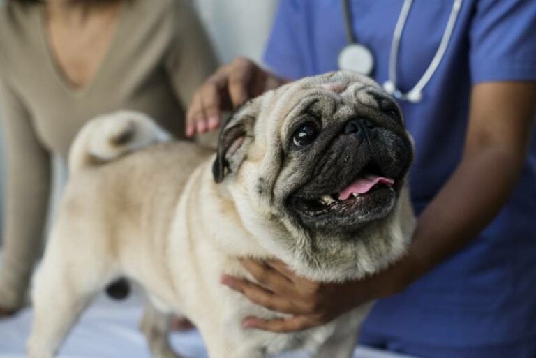 8 Common Pug Health Problems to Look Out For (Vet Answer) | Hepper Pet ...