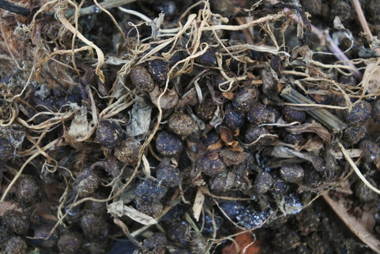 My Dog Ate Rabbit Poop: Here’s What to Do (Vet-Reviewed Guide) | Hepper ...