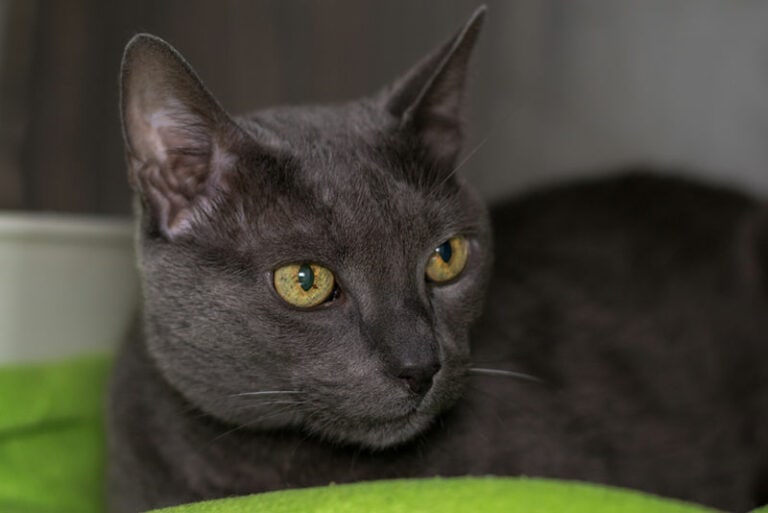 Iris Melanosis in Cats: Signs, Causes & Treatment (Vet Answer) | Hepper ...