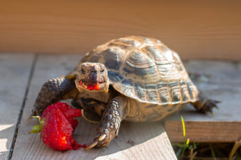 Russian Tortoise: Pictures, Facts, Diet & Care Guide | Hepper Pet Resources