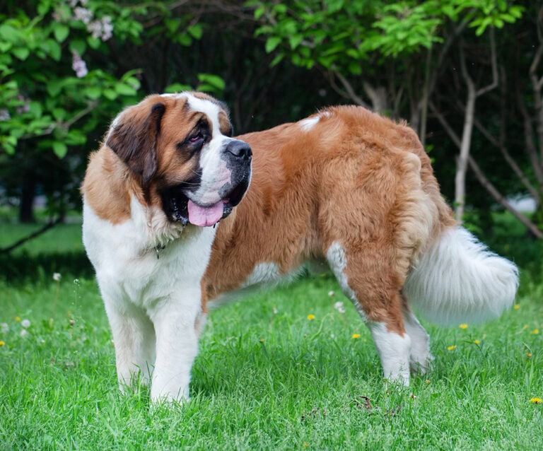 How Big Do St. Bernards Get? Growth & Weight Chart | Hepper Pet Resources