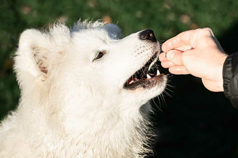 How to Train a Samoyed: 12 Expert Tips & Advice | Hepper Pet Resources