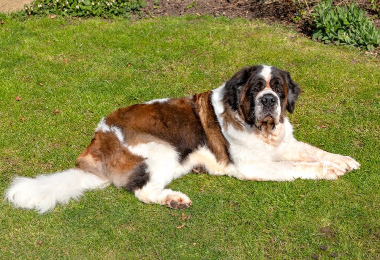 How Big Do St. Bernards Get? Growth & Weight Chart | Hepper Pet Resources