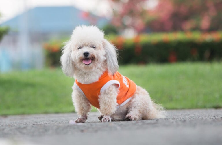 50 Hilarious Dog Jokes: Wholesome Fun for Everyone | Hepper Pet Resources