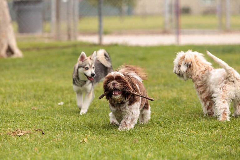 Gotcha Day: What It Is & 10 Ways to Celebrate | Hepper Pet Resources