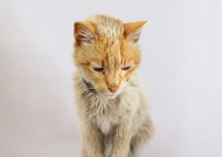 Cat Stopped Grooming: 5 Possible Reasons (Vet Reviewed) | Hepper Pet ...