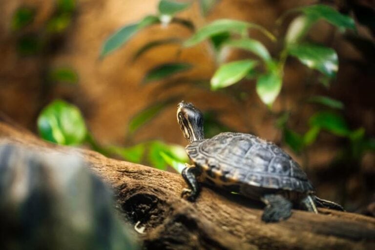 Do Turtles Sleep? Vet-Reviewed Physiology Facts & FAQ | Hepper Pet Resources