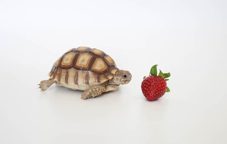 Can Turtles Eat Strawberries? Nutrition Facts & FAQ | Hepper Pet Resources