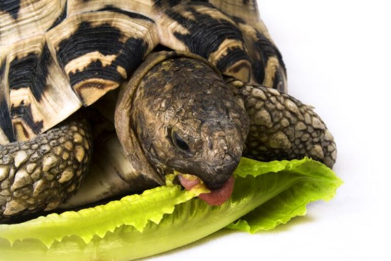 Can Tortoises Eat Cabbage? Nutrition Facts & FAQ | Hepper Pet Resources