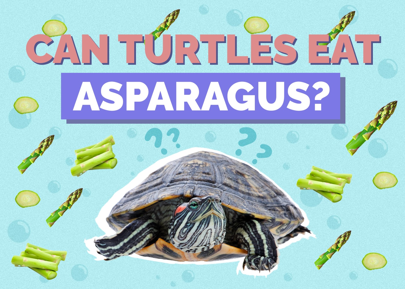 Terrapin vs Turtle: Differences & Comparison (With Pictures) | Hepper ...