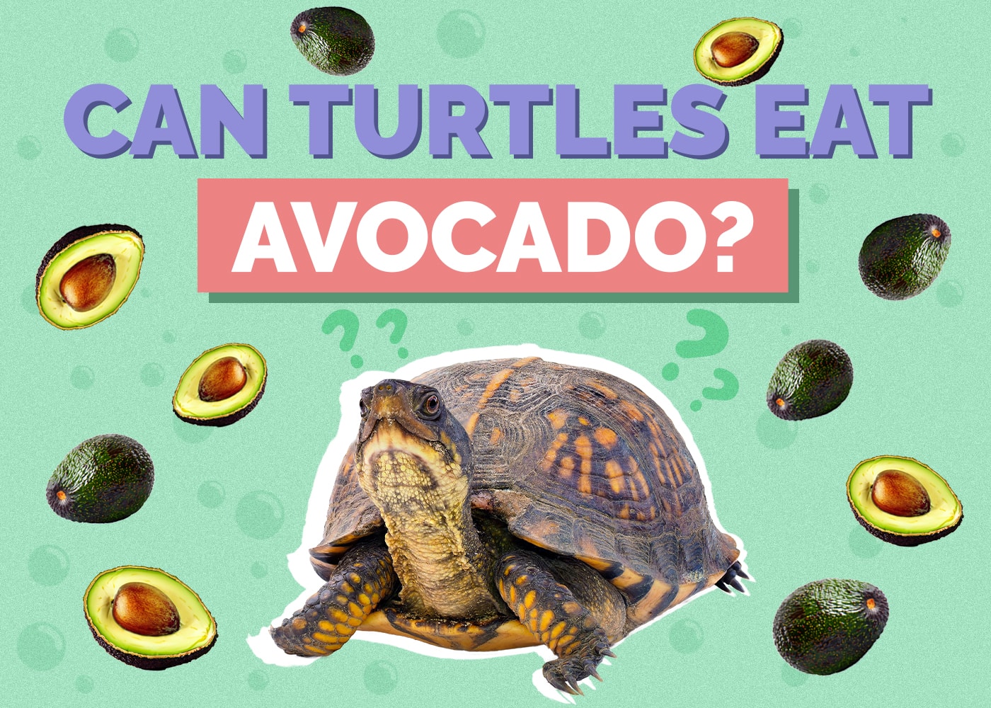 Can Turtles Eat Avocado? Our Vet Answers | Hepper Pet Resources