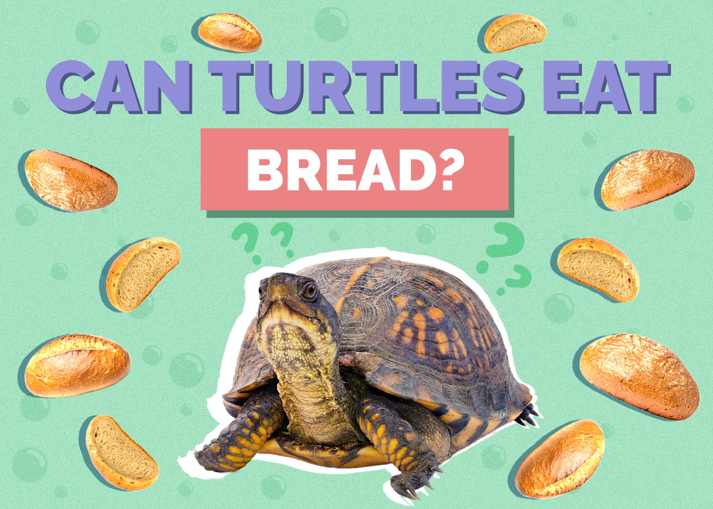 Can Turtles Eat Bread? Vet-Reviewed Nutrition Facts & Safety Guide ...