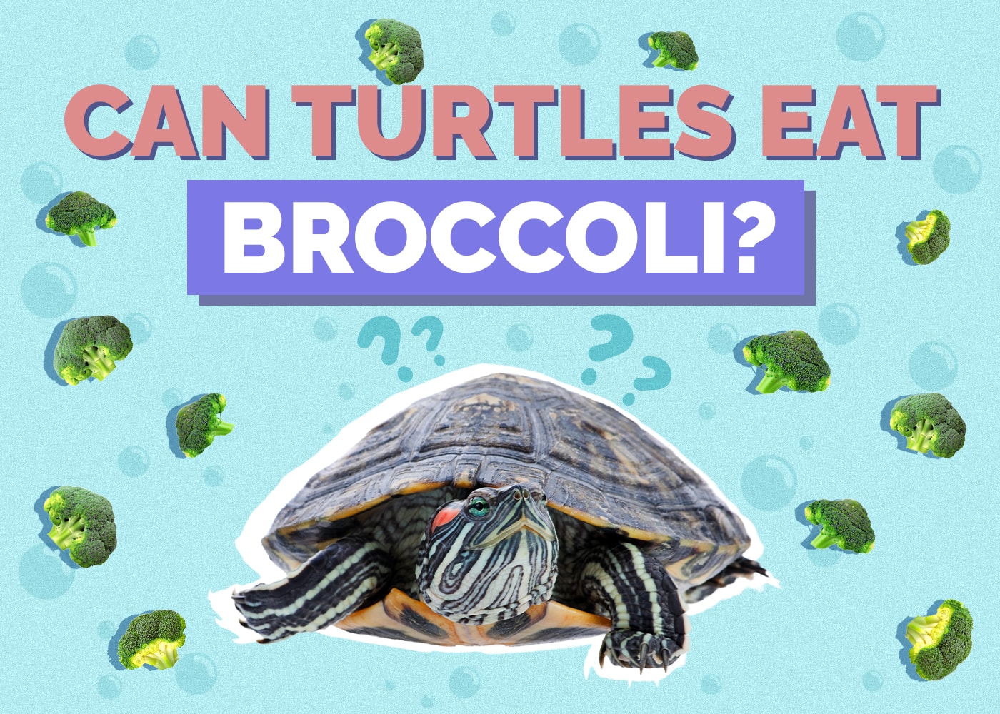 Can Turtles Eat Broccoli