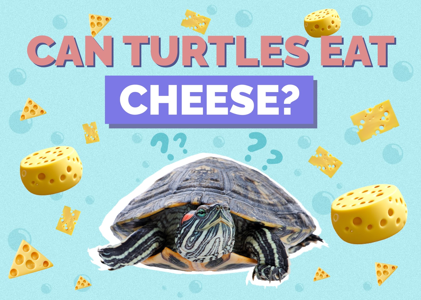 Can Turtles Eat Cheese? Vet Approved Nutrition Facts & FAQ | Hepper Pet ...