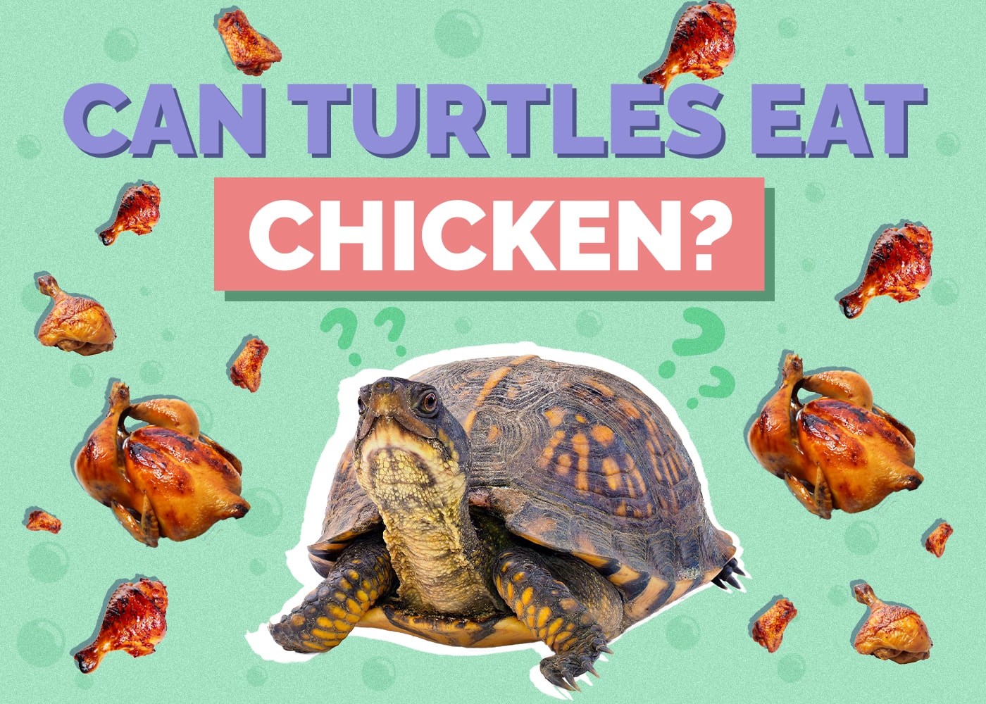 What Do Turtles Eat? Vet Approved Nutrition Guide | Hepper Pet Resources