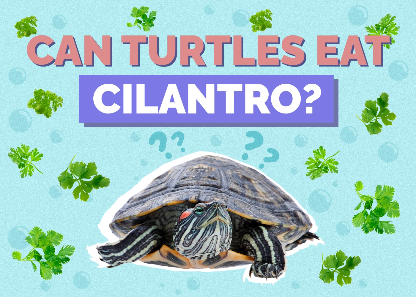 What Vegetables Can Turtles Eat? 19 Vet Reviewed Options & FAQ | Hepper ...