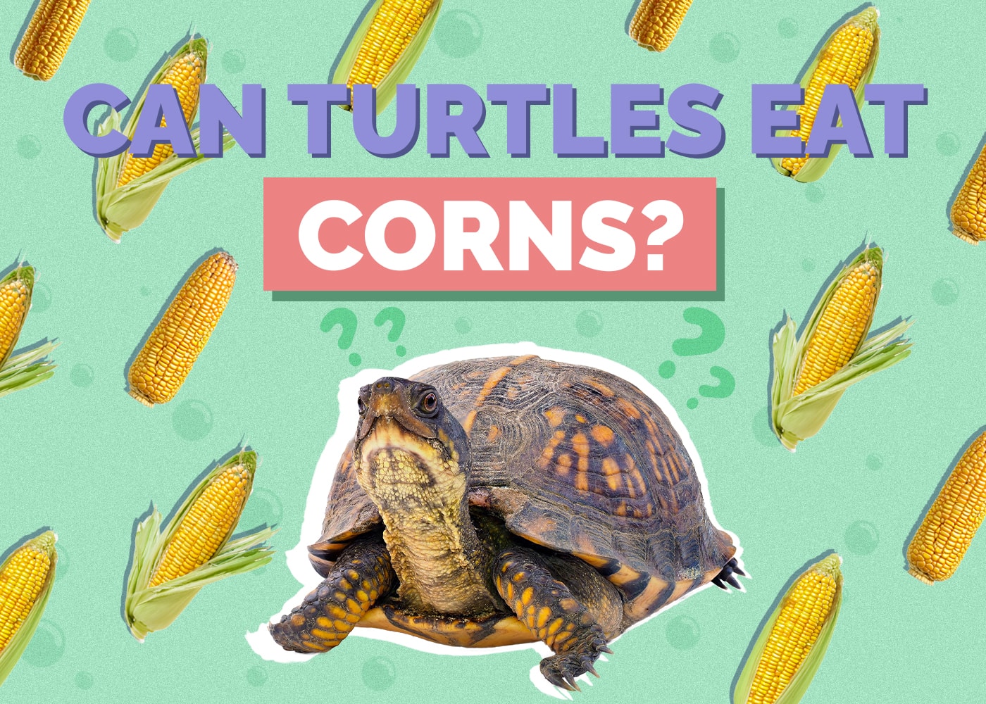 Can Turtles Eat Corn? Vet-Reviewed Nutrition Facts & FAQ | Hepper Pet ...