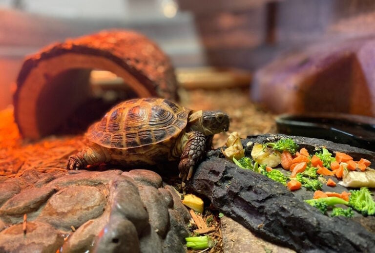How Do Turtle Shells Grow? Scientific Facts & FAQs | Hepper Pet Resources