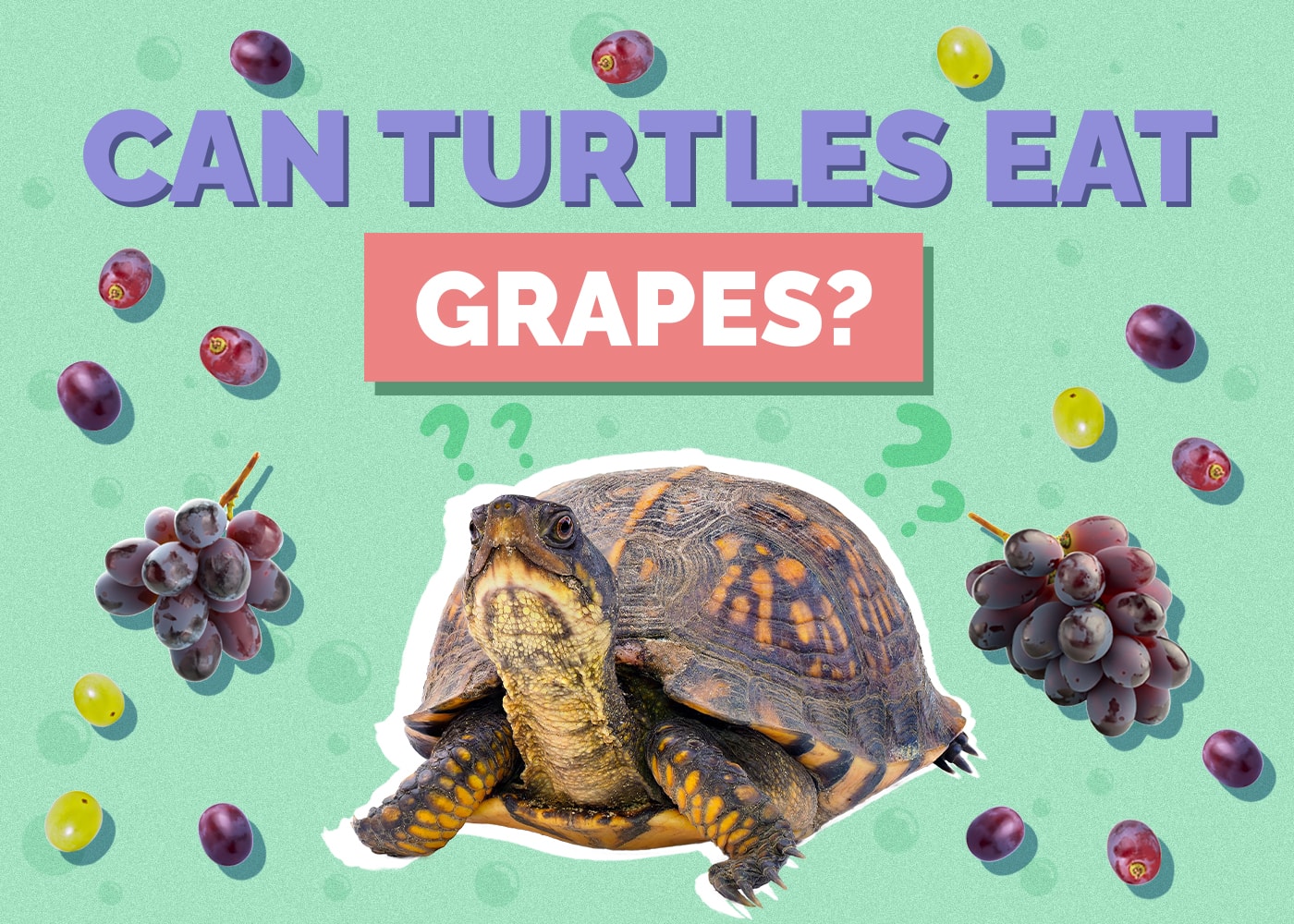 Can Turtles Eat Grapes? Our Vet Answers | Hepper Pet Resources