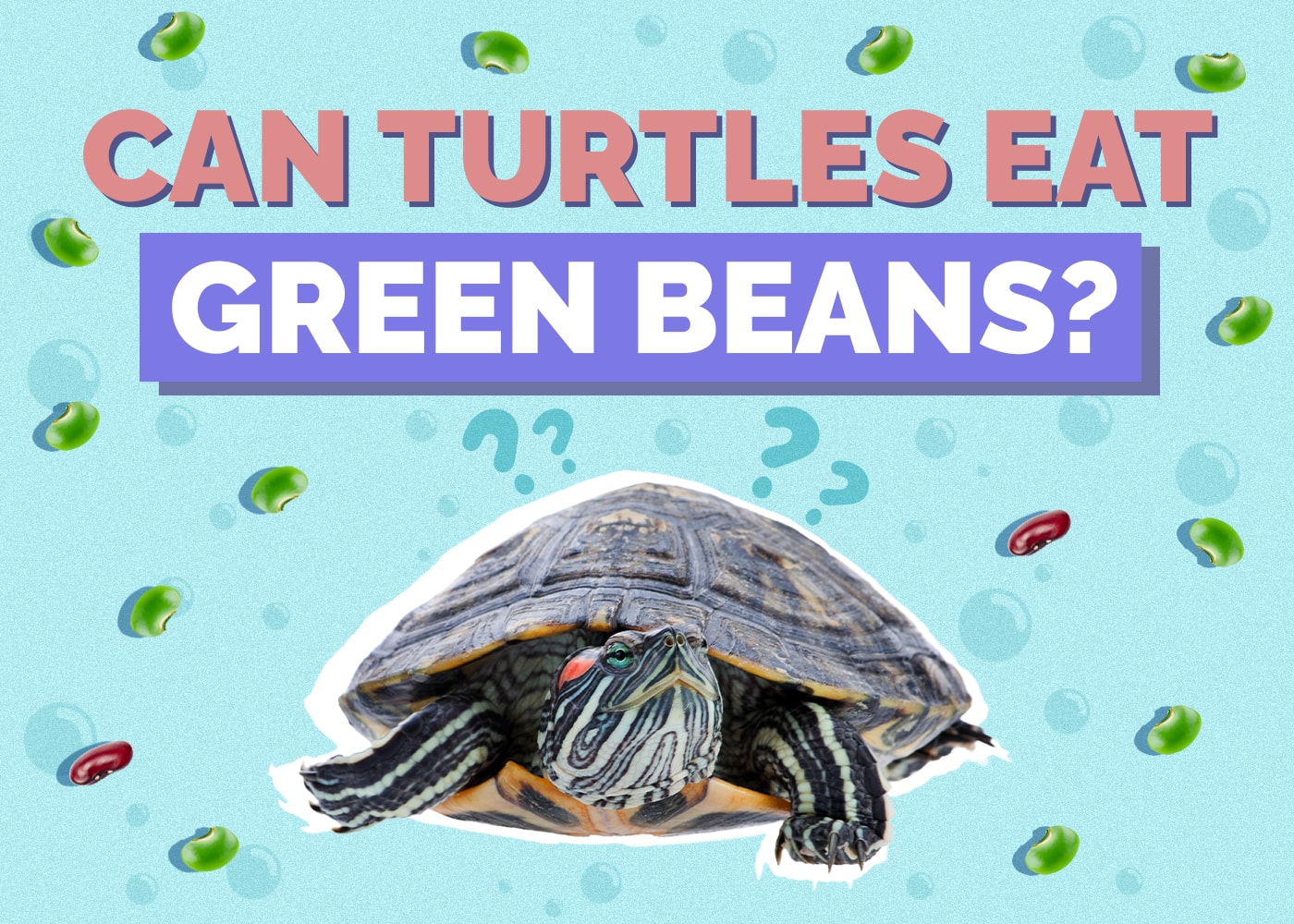 Can Turtles Eat Green Beans? Vet-Reviewed Nutrition Facts & FAQ ...