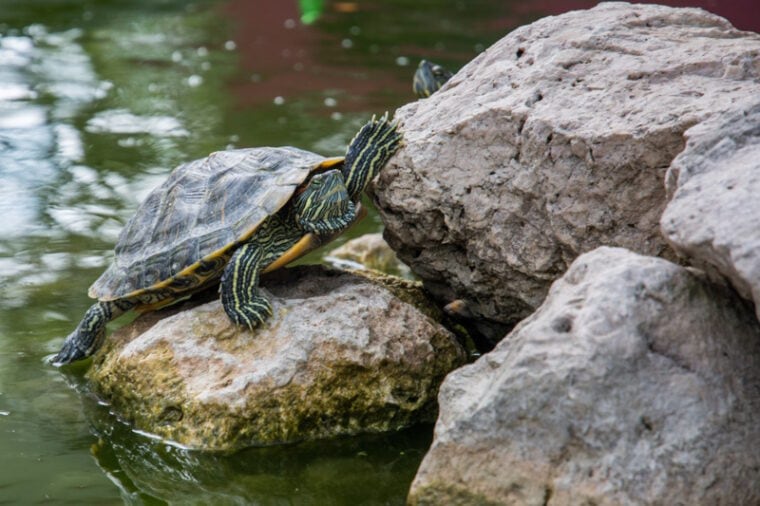 How to Tell If Your Turtle Is Dying: 9 Vet-Reviewed Signs | Hepper Pet ...