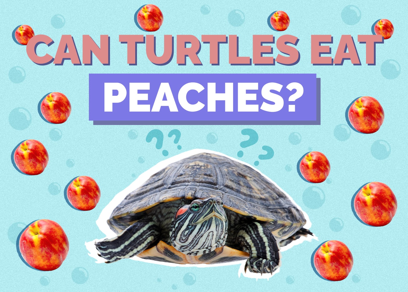 Can Turtles Eat Watermelon? Vet Approved Nutrition Facts & FAQ | Hepper ...